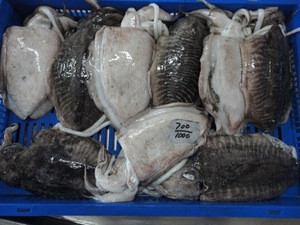 Buy Indian Cuttlefish Whole Sepia Spp. from AMAZE SEAFOOD TRADE, India ...