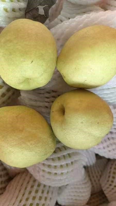 Buy Korla Fragrant Pear from Xinjiang Derun Agricultural Products ...