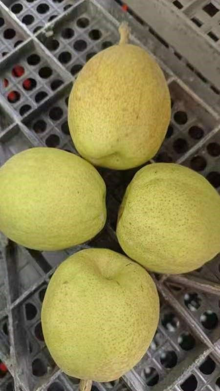 Buy Korla Fragrant Pear from Xinjiang Derun Agricultural Products ...