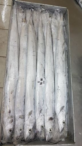 Buy Frozen Ribbon Fish from CV. Hokky Makmur, Indonesia | Tradewheel.com