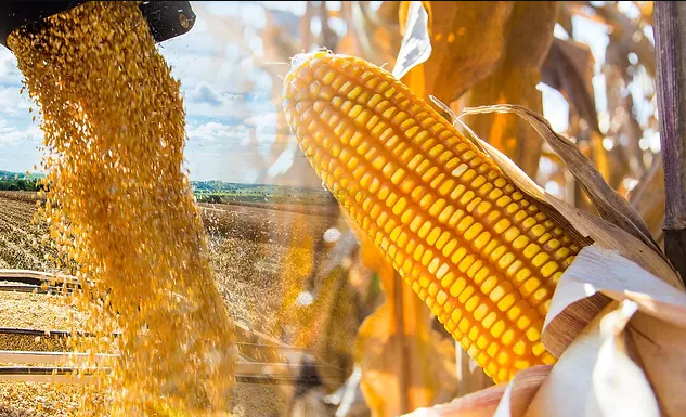 Buy Yellow Corn/maize from aionGreen, Brazil | Tradewheel.com