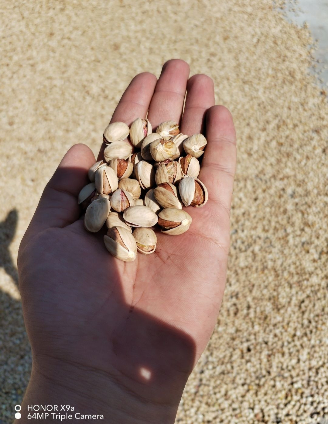Buy Pistachio Nuts Raw Pistachios Premium Iranian Pistachios Medium ...