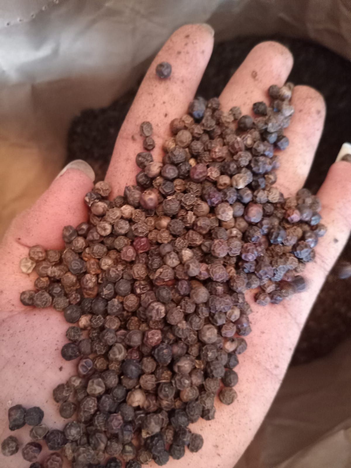 Buy Black Pepper from ZIPLINE GENERAL TRADING LLC, United Arab Emirates ...