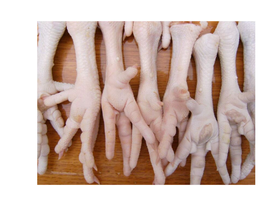 Buy Best Grade Chicken Halal Frozen Chicken Paws For Good Price Export ...