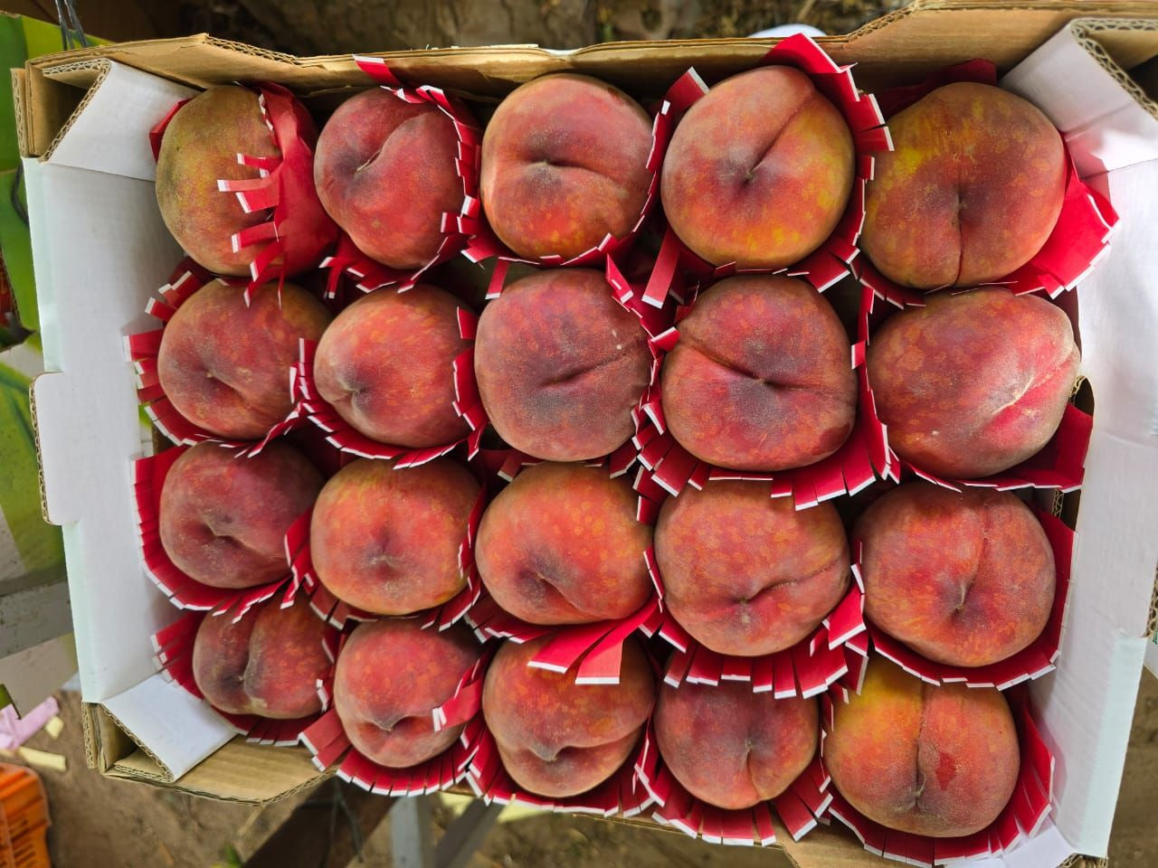 Buy Fresh Peaches from Egyptian Golden Fruit, Egypt | Tradewheel.com