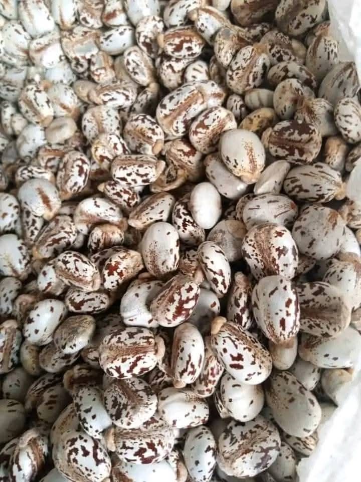 Buy Castor Seed from ZERAH TECH VENTURES, Nigeria | Tradewheel.com
