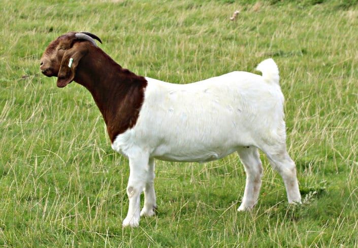 Buy 100% Full Blood Live Boer Goats, Mature Boar Goat For Sale from TUE ...