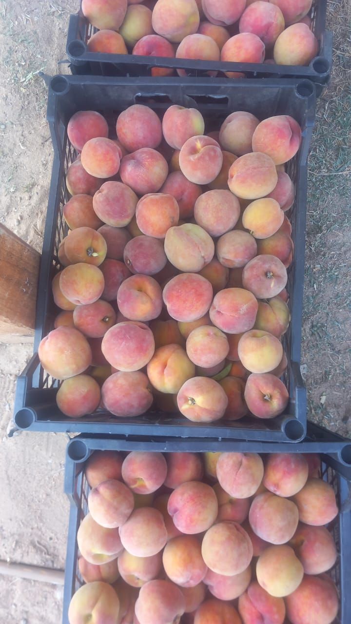 Buy Fresh Peaches from Egyptian Golden Fruit, Egypt | Tradewheel.com