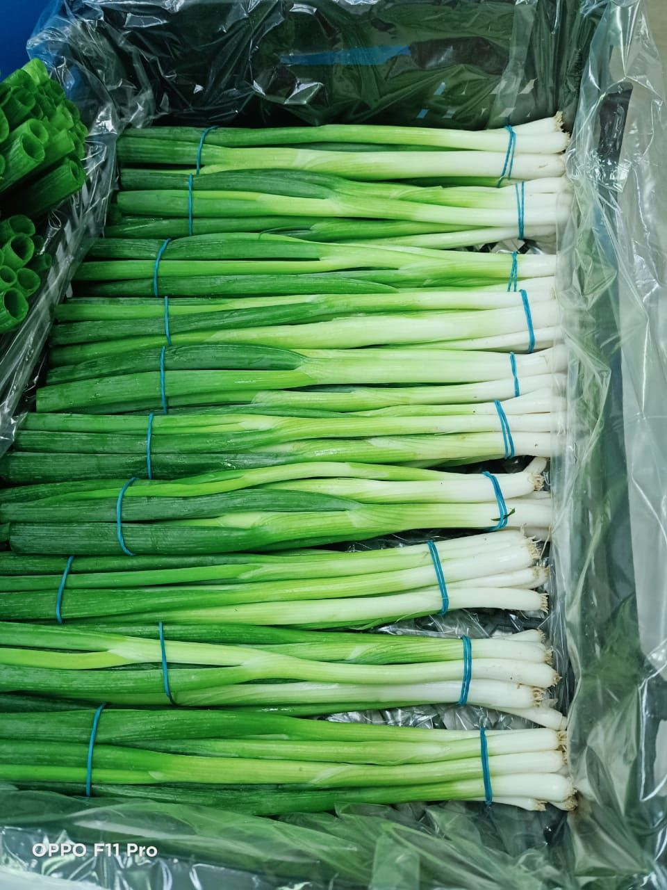 Buy Spring Onion from Konoz Farm, Egypt | Tradewheel.com