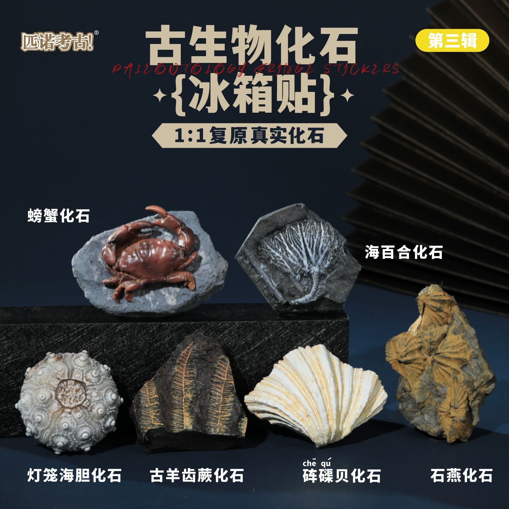 Buy Prehistoric Fossil Series Collection (iii) (6 Pieces) from Yunnan ...