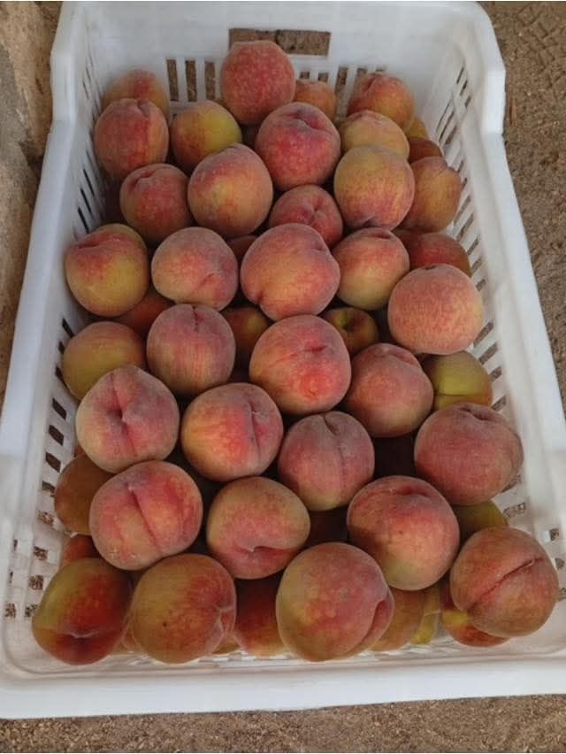 Buy Fresh Peaches from Egyptian Golden Fruit, Egypt | Tradewheel.com
