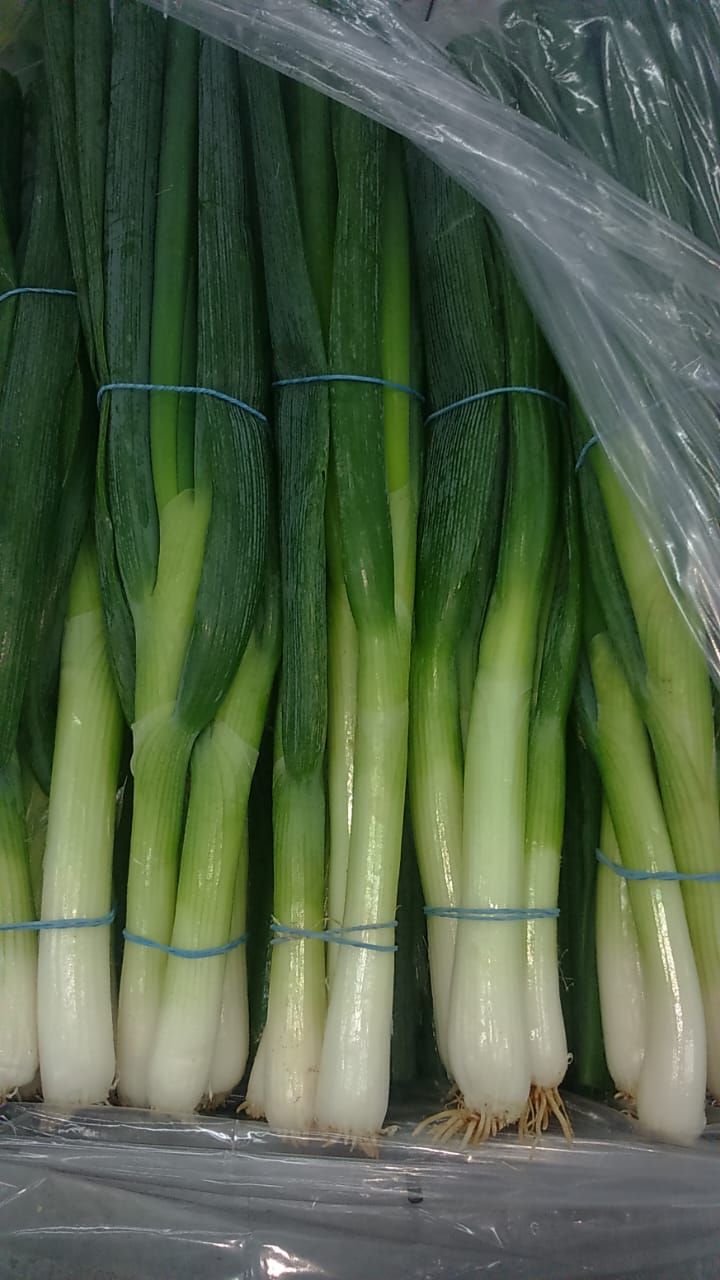 Buy Spring Onion from Konoz Farm, Egypt | Tradewheel.com