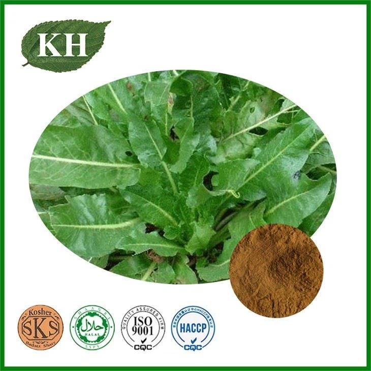 Buy Isatis Root Extract from KINGHERBS LIMITED, China | Tradewheel.com