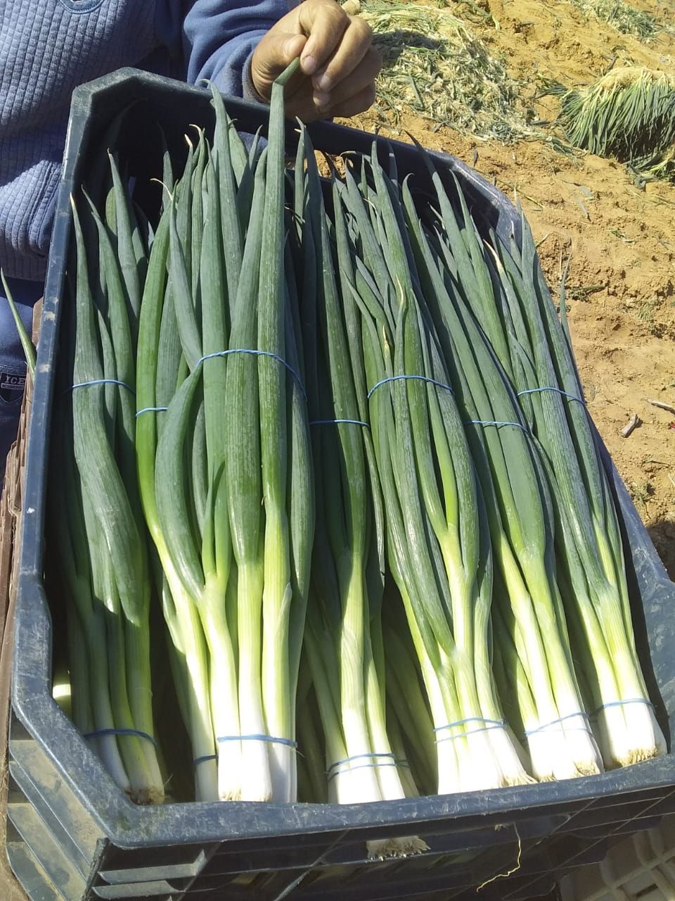 Buy Spring Onion from Konoz Farm, Egypt | Tradewheel.com