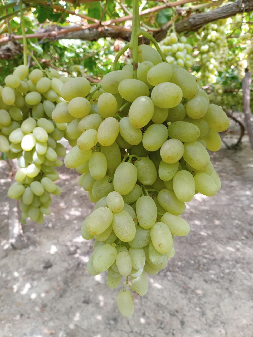 Buy Fresh Grapes from world import export trade, Uzbekistan ...