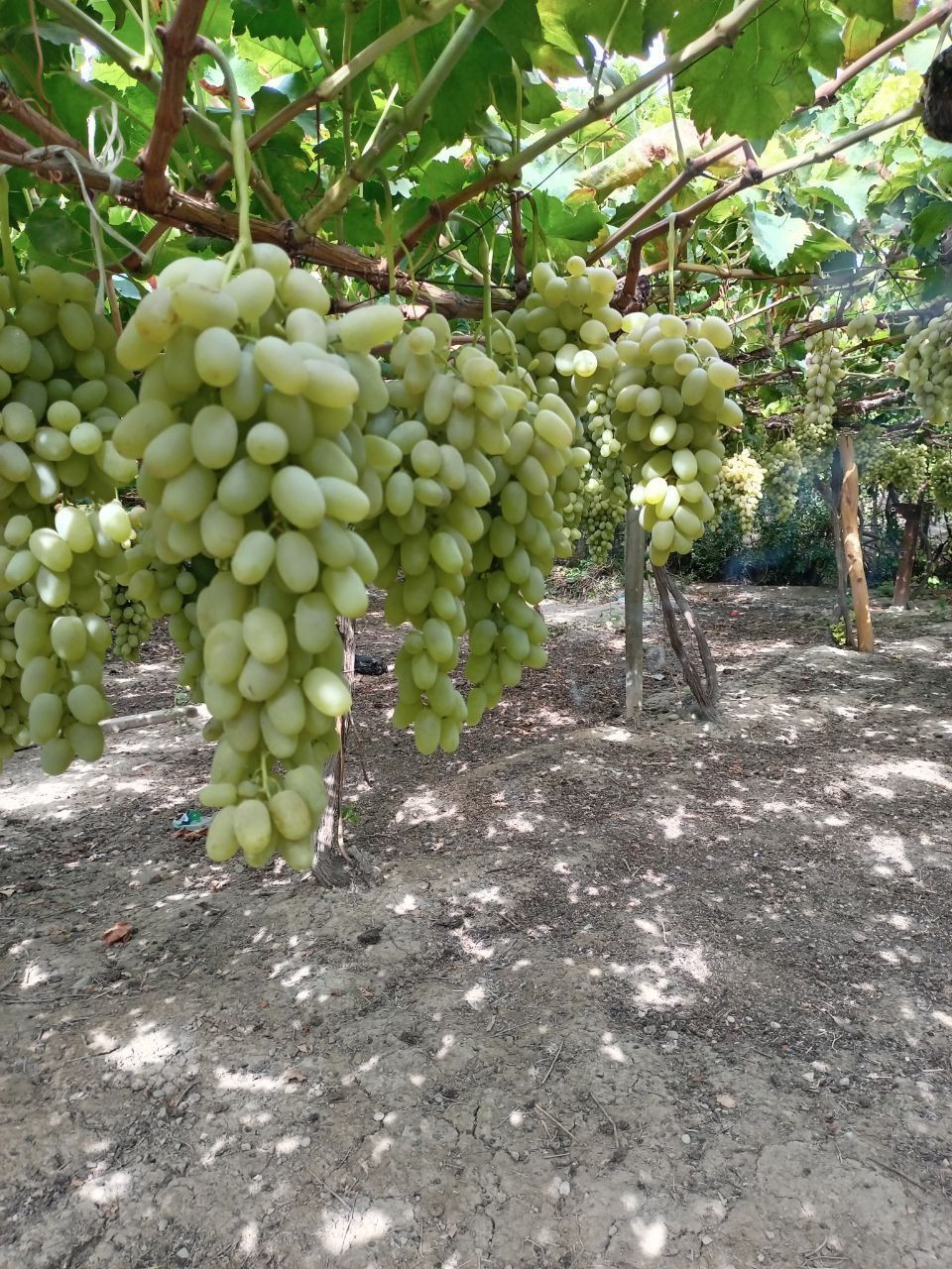 Buy Fresh Grapes from world import export trade, Uzbekistan ...