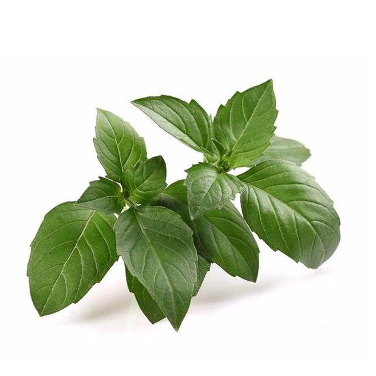 Buy Chinese Herbs Sweet Basil Seeds For Planting from Pingnan Junong ...