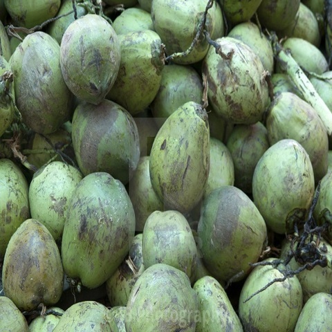 Buy Fresh Young Coconut, Nam Hom Coconut , Premium Grade Organic And ...