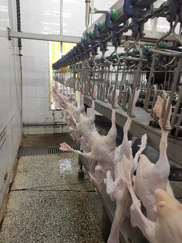 Buy Halal Small-scale Slaughtering Assembly Line Butchers Machinery 500 ...