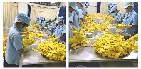 Buy Made In Vietnam Soft Dried Mango Factory Oem Dried Fruits Freeze ...