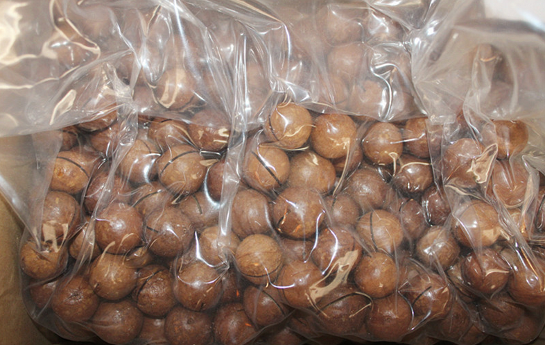 Buy Raw Organic Chinese Macadamia Nuts With Shell And Without Shell ...
