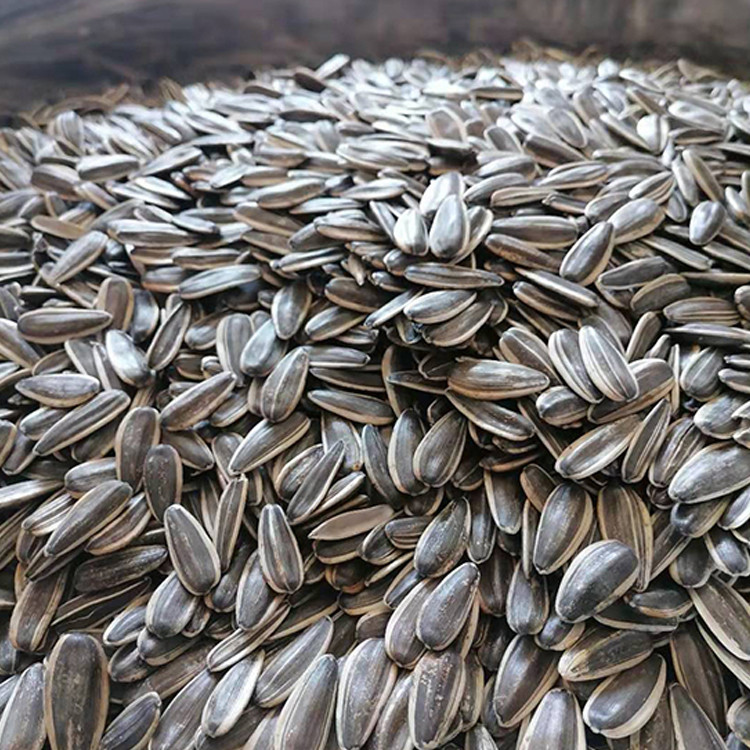 Buy Wholesale New Crop Sunflower Seeds China Manufacturer Raw Sunflower ...