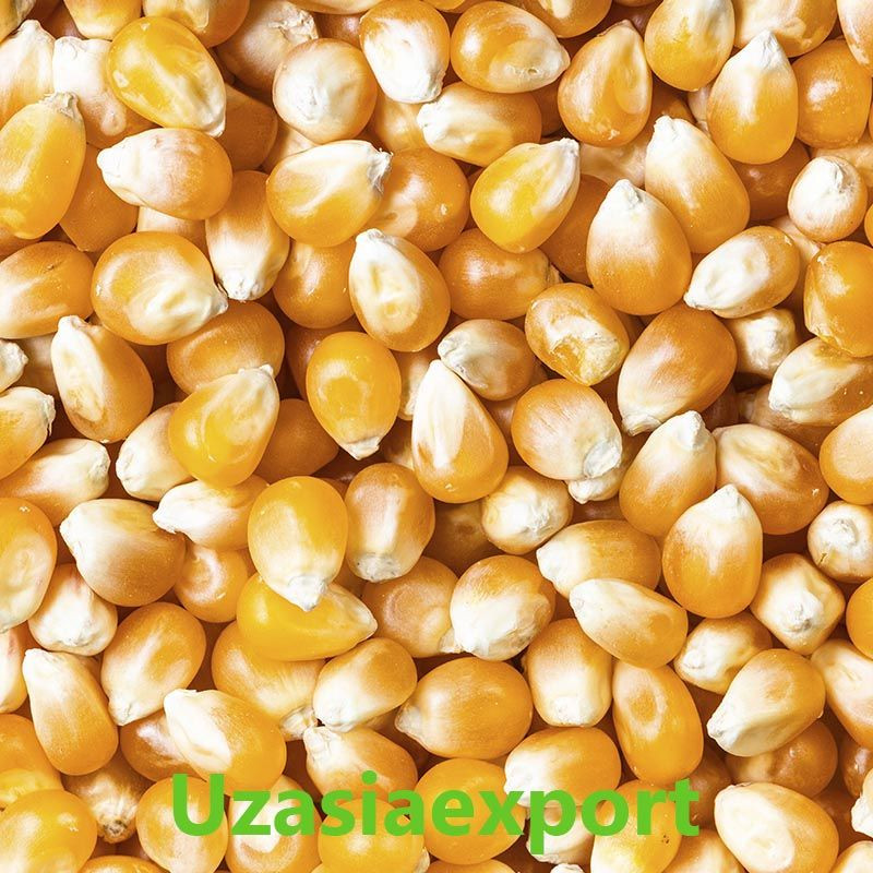 Buy Yellow Maize from IT EXPORT ASEAN LLC, Uzbekistan | Tradewheel.com