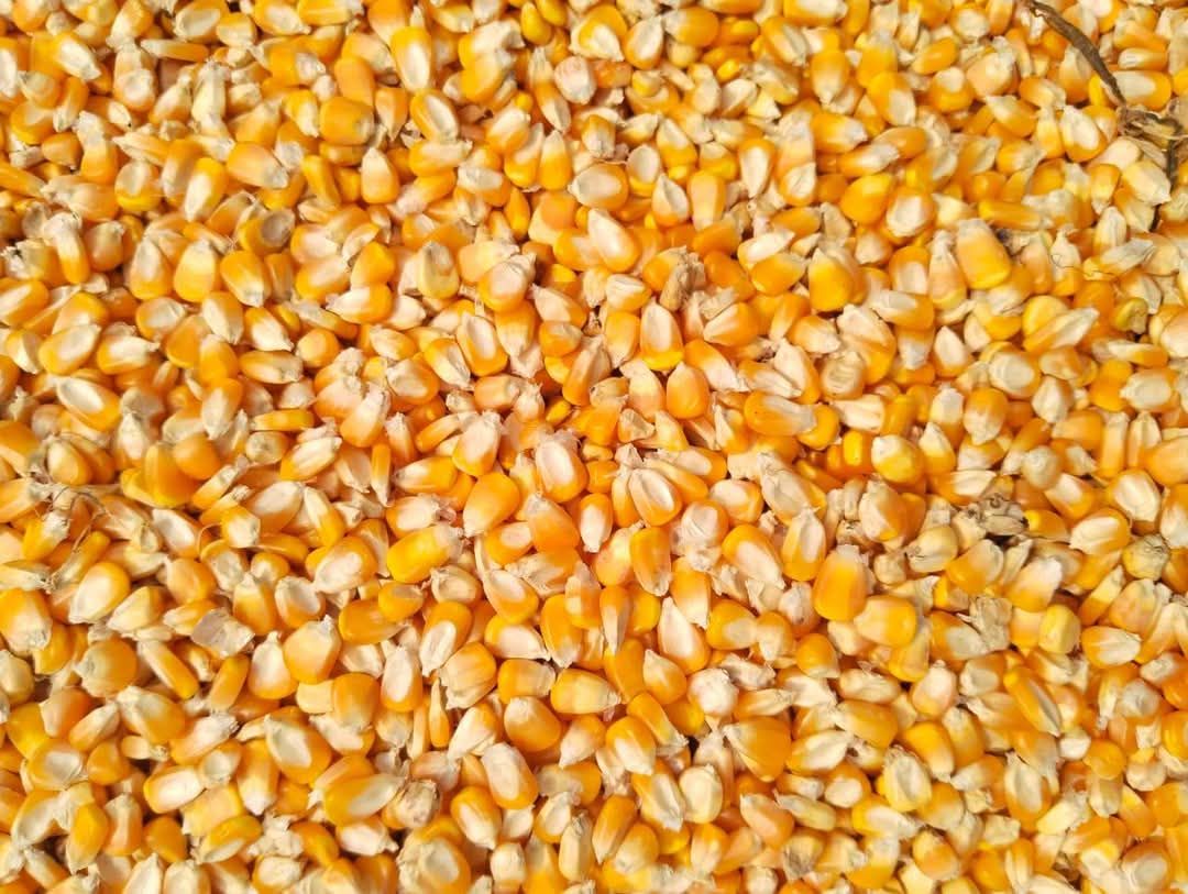 Buy Maize (corn) from JAI KISAN INTERNATIONAL TRADERS, India ...