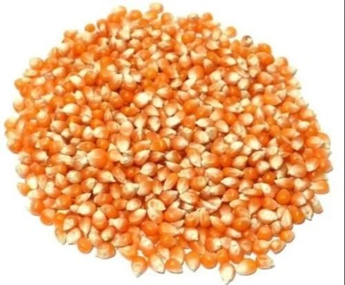 Buy Premium Yellow Corn For Animal Feed – Non-gmo & High Energy from ...