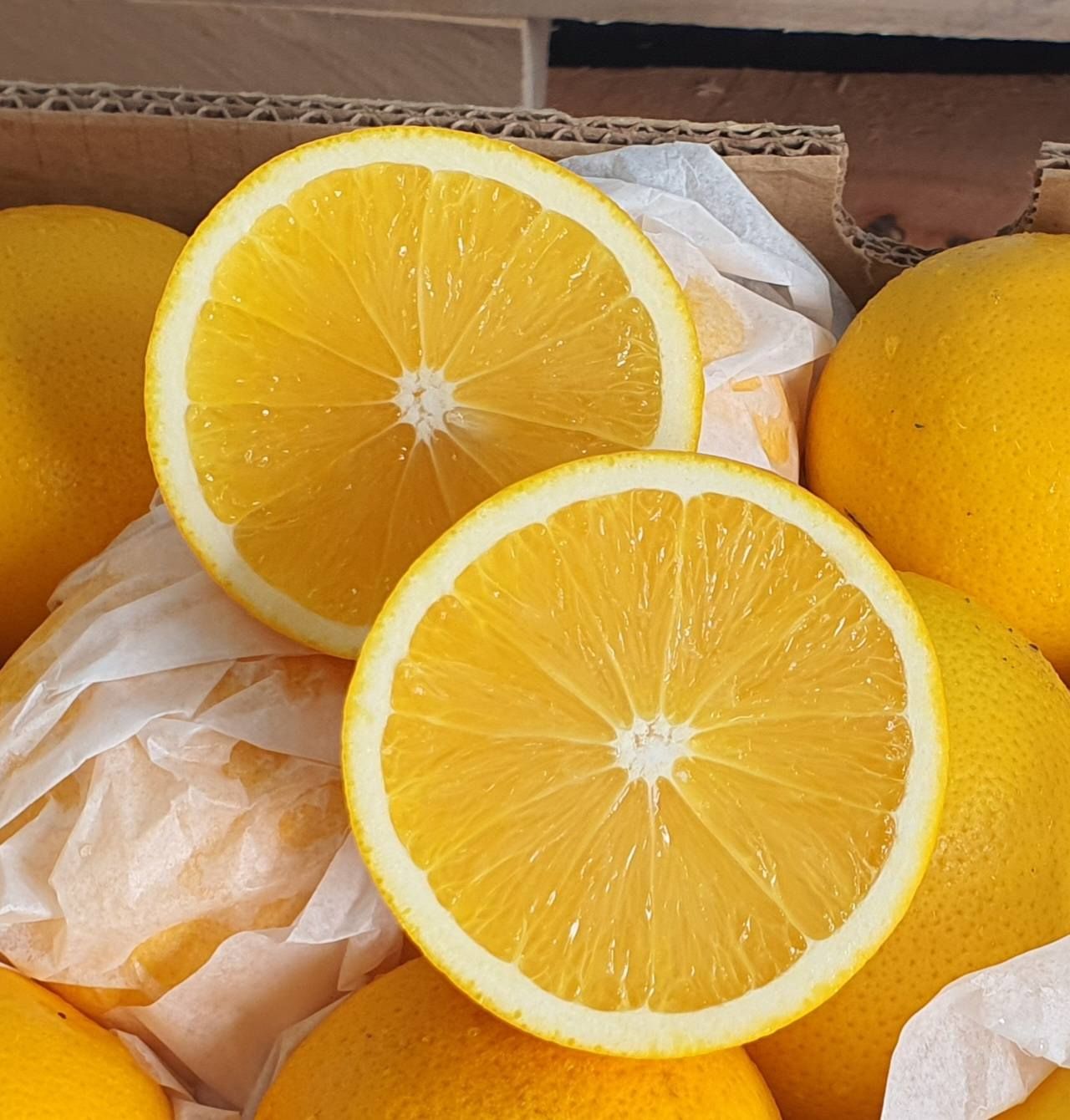 Buy Premium Valencia Oranges From South Africa from NINE FRUITS EXPORTS ...