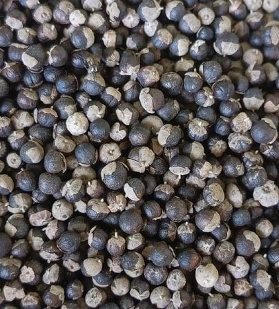 Buy Vitex Trifolia / Man Jing Zi / 蔓荊子 from PT.FREWIN TEKNOLOGI ASIA ...