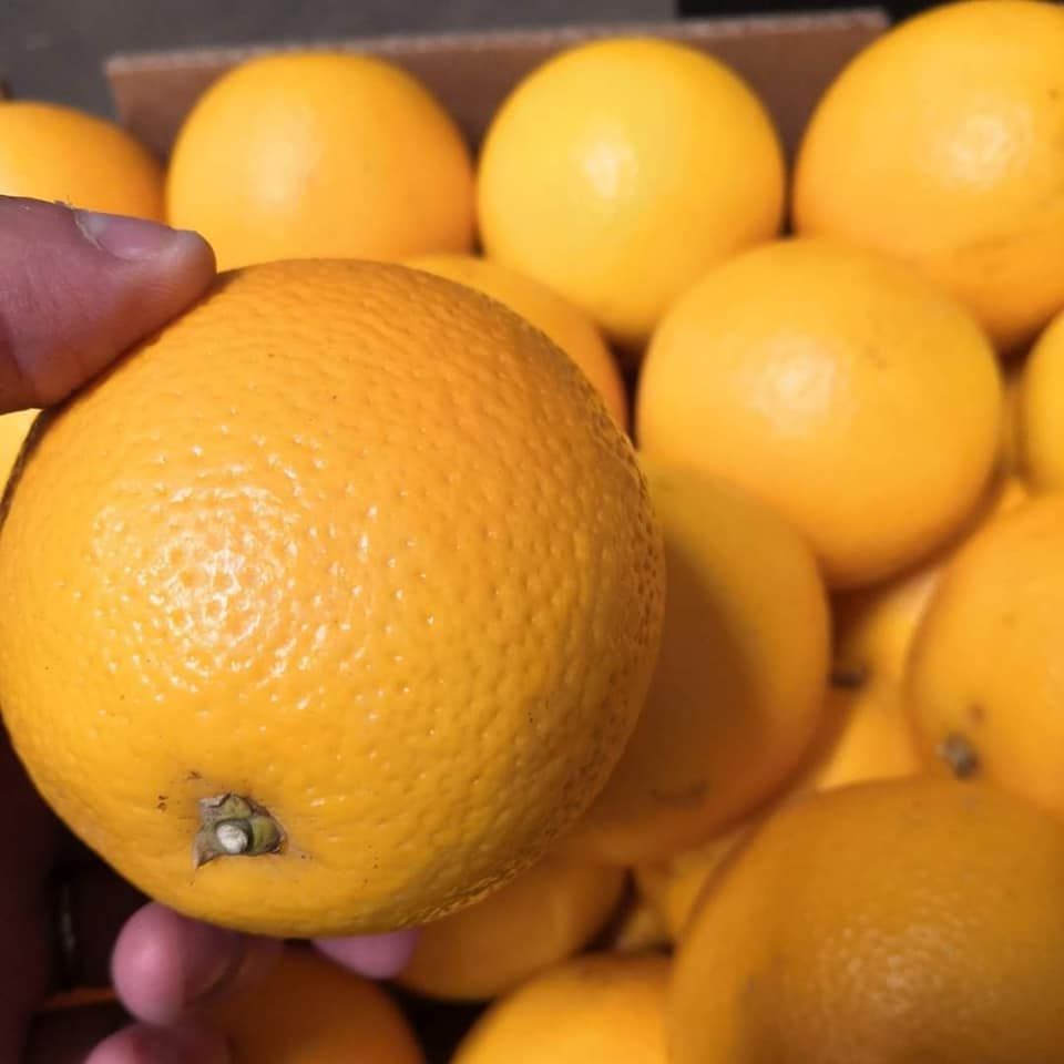 Buy Premium Valencia Oranges From South Africa from NINE FRUITS EXPORTS ...