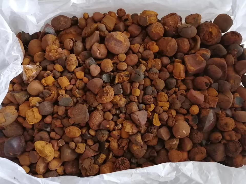 Buy Cattle Gallstones from AGRO GROUP INTERNATIONAL, Cameroon ...