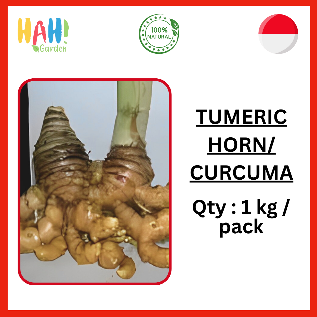 Buy Horn Tumeric / Curcuma from Artha Natura Sentosa, Indonesia ...
