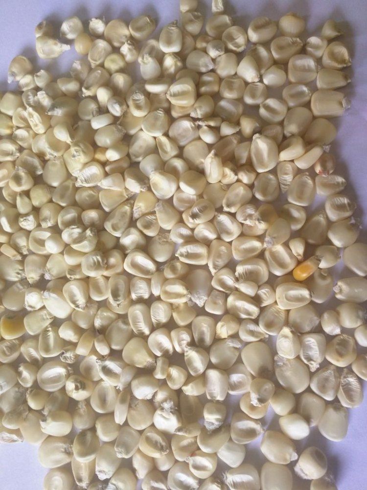 Buy White Corn / White Maize | Premium Grade For Food & Feed Use from Karmenda Co Limited, USA ...