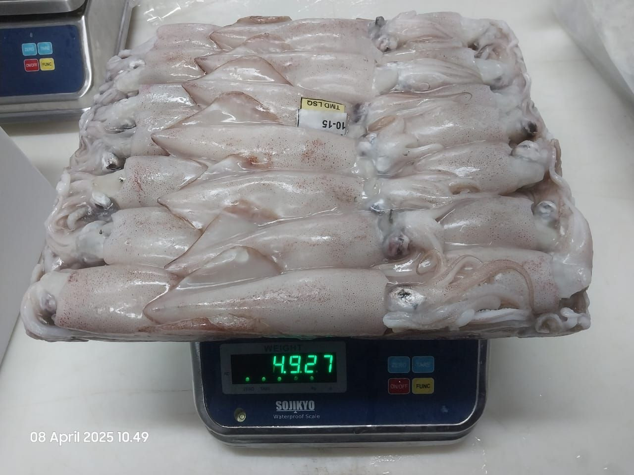 Buy Frozen Squid from Fishery Indonesia, Indonesia | Tradewheel.com