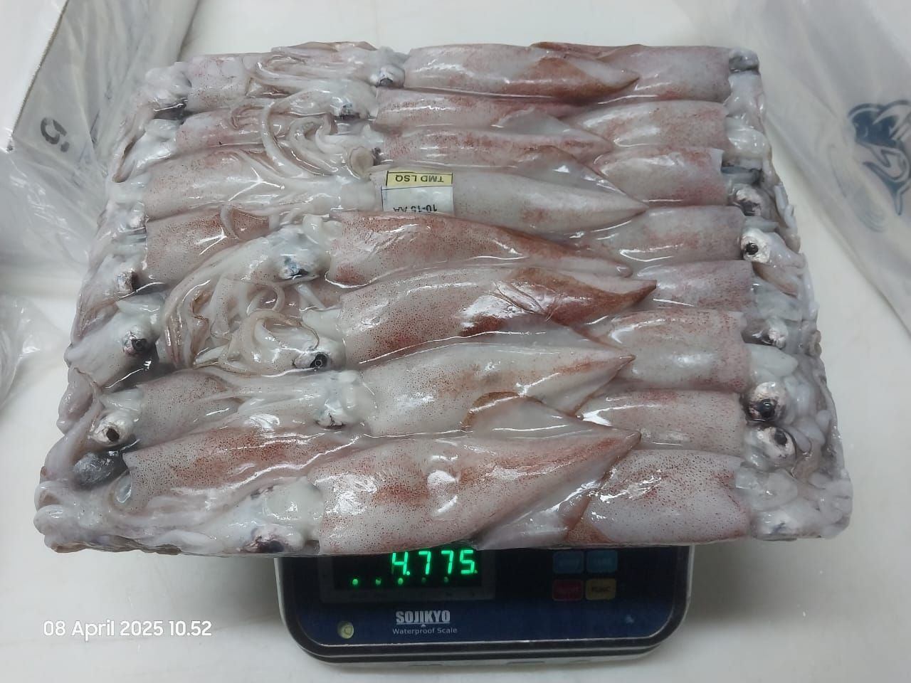 Buy Frozen Squid from Fishery Indonesia, Indonesia | Tradewheel.com