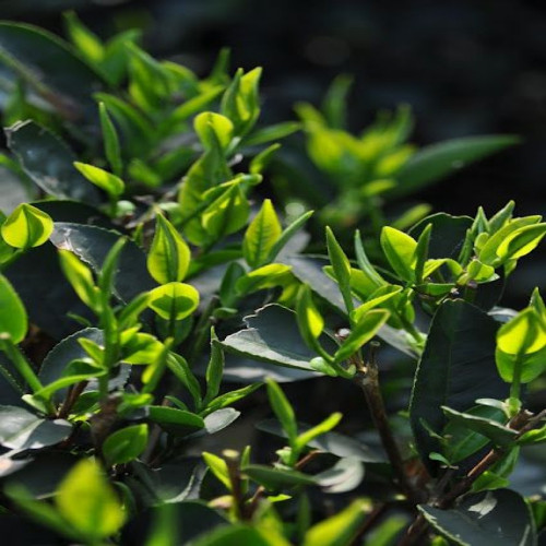 Buy Ceylon Black Tea Dust 2 Powder Cheapest Price from NANG MAI EXPORT ...