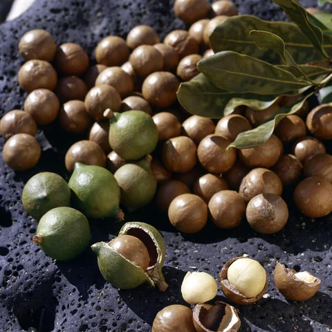 Buy Cold Pressed Macadamia Integrifolia Seed Oil Bulk Price Factory ...