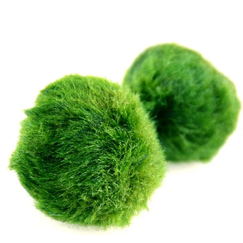 Buy Green Algae Ball Fish Tank, Water Grass Living Ecological Bottle ...