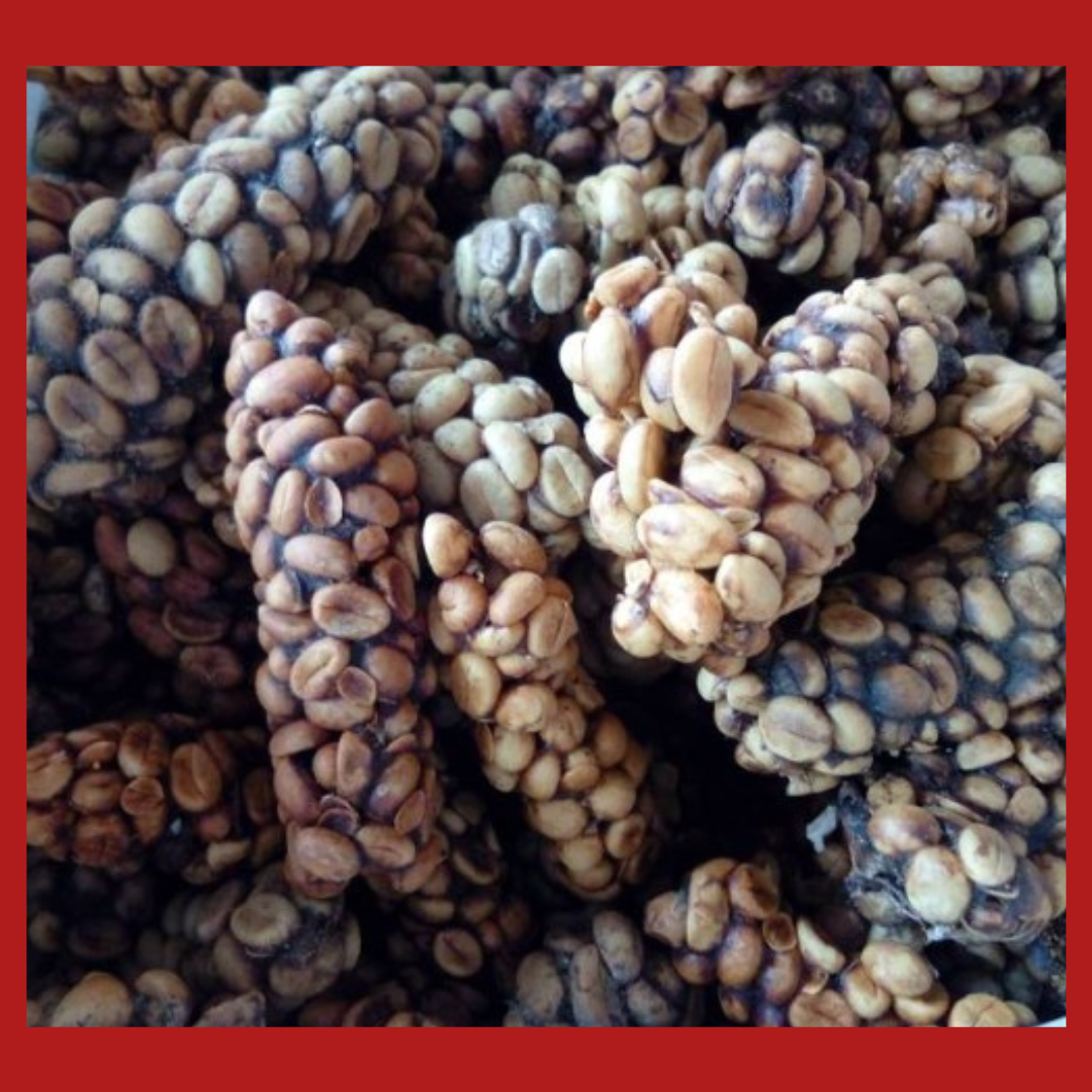 Buy Luwak (wild Civet Arabica Coffee) from PT Exim Jaya Abadi ...