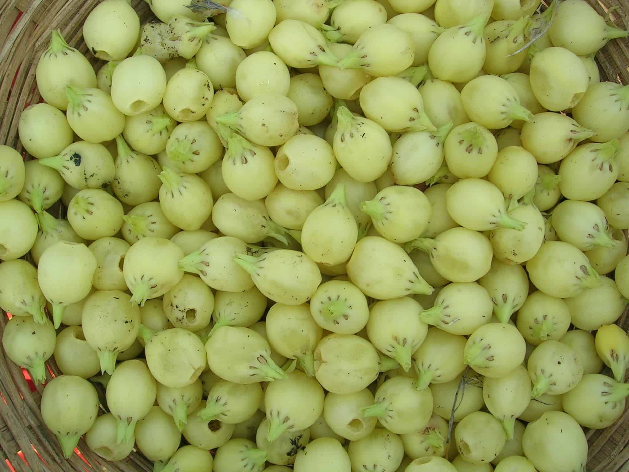 Buy Mahua Flower, Mahua Powder, Dried Mahua Flower from FOREST GOLD ...
