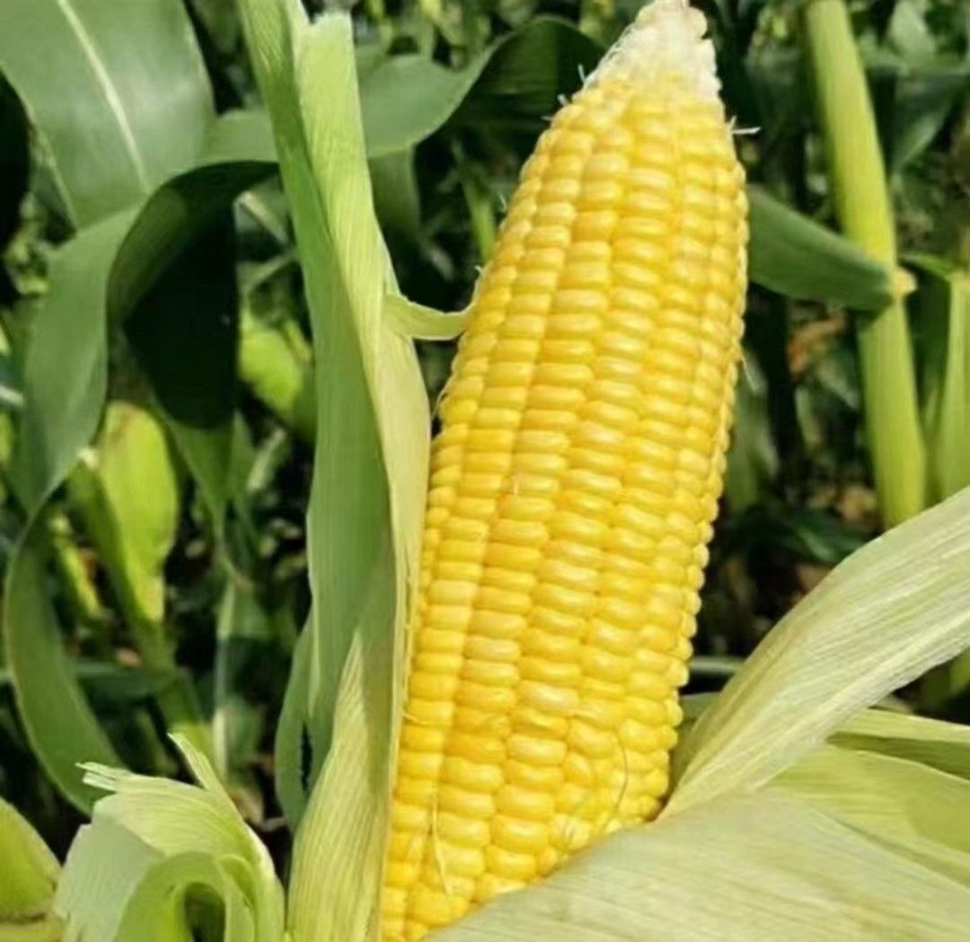 Buy Corn from Integrated Fruit and Vegetable Free Trade Co., Ltd ...