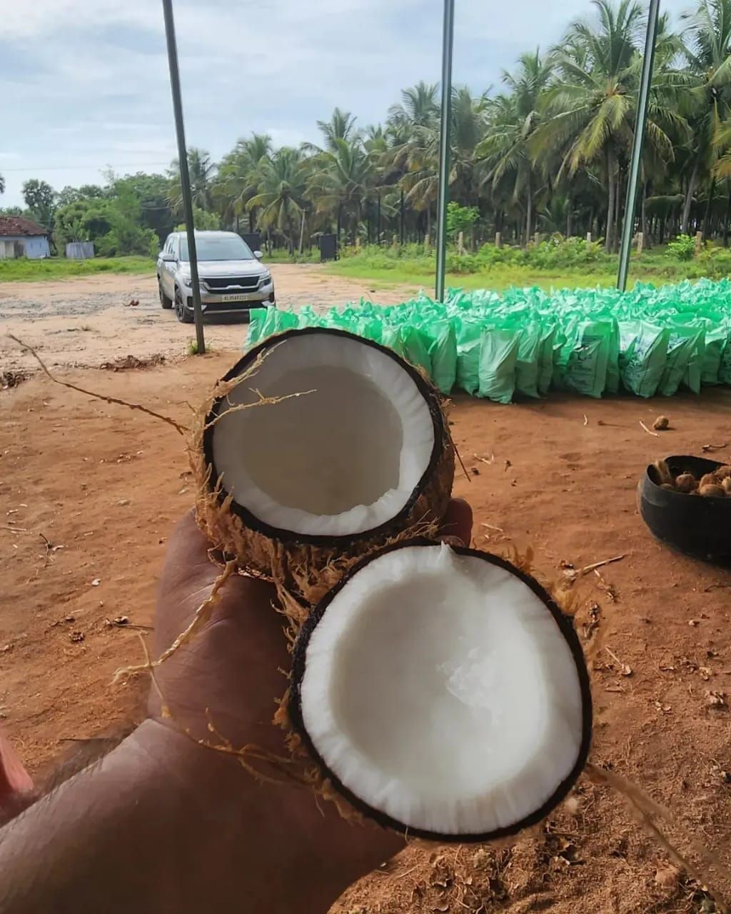 Buy Coconut from Jupica International, India | Tradewheel.com