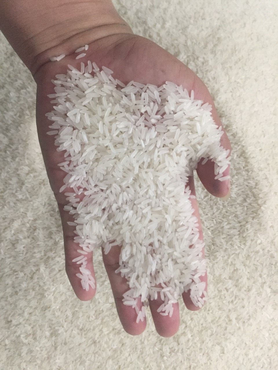 Buy Vietnamese Jasmine Fragrant Rice 5% Broken from HOANG MINH NHAT CO ...