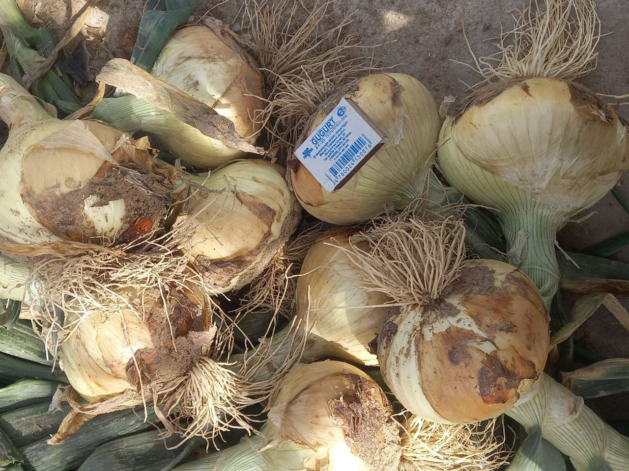 Buy White Onion Sweet from world import export trade uzbekistan ...