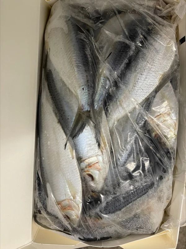 Buy High Quality Frozen Dried Herring Fish From Vietnam Salt Preserved ...