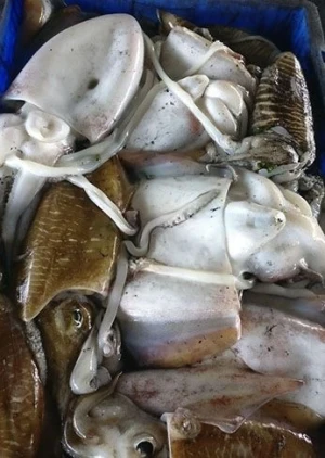 Buy Frozen Cuttlefish from Royal King International, Pakistan ...
