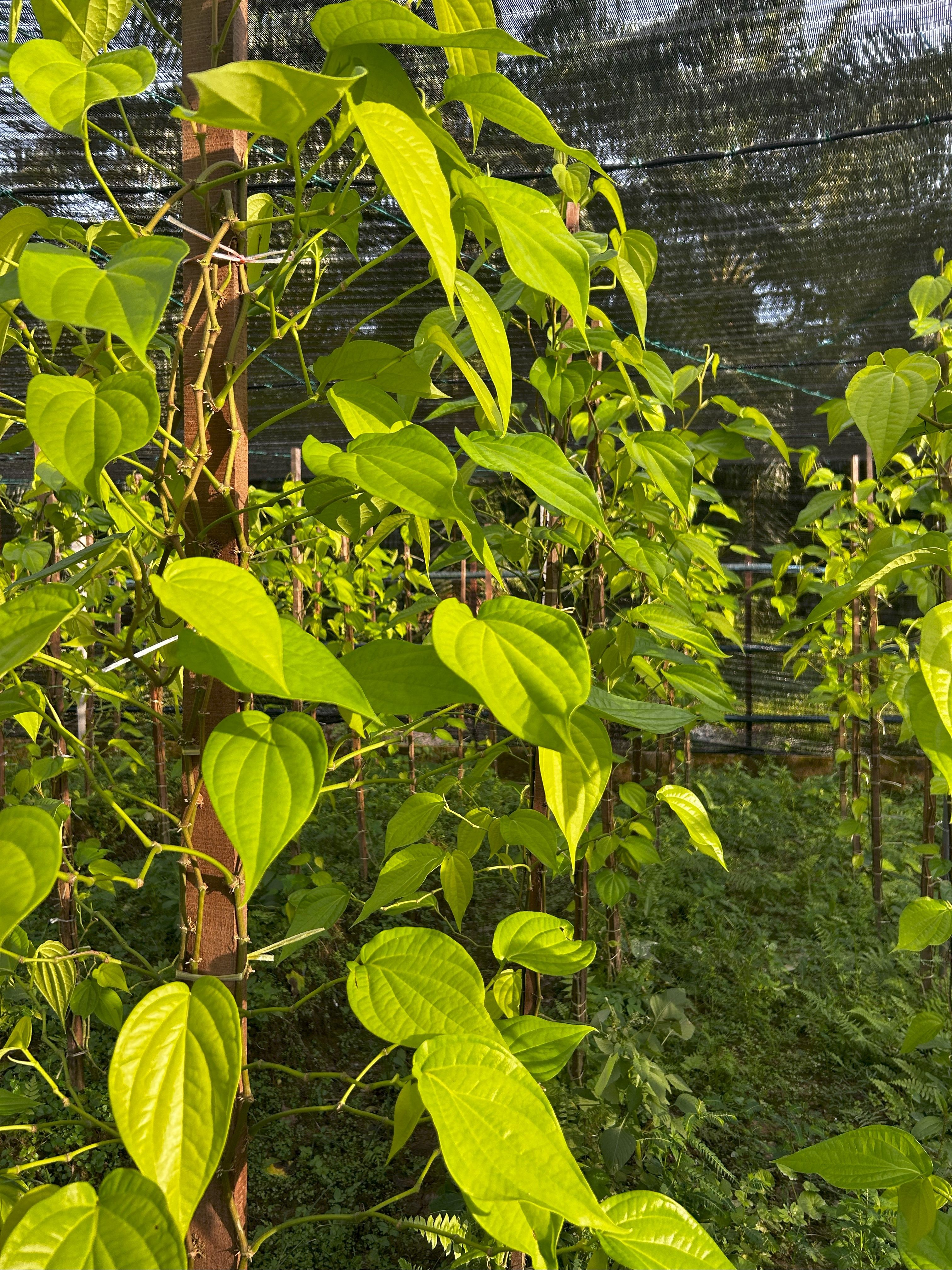 Buy Betel Leaf from DDSS Resources, Malaysia | Tradewheel.com