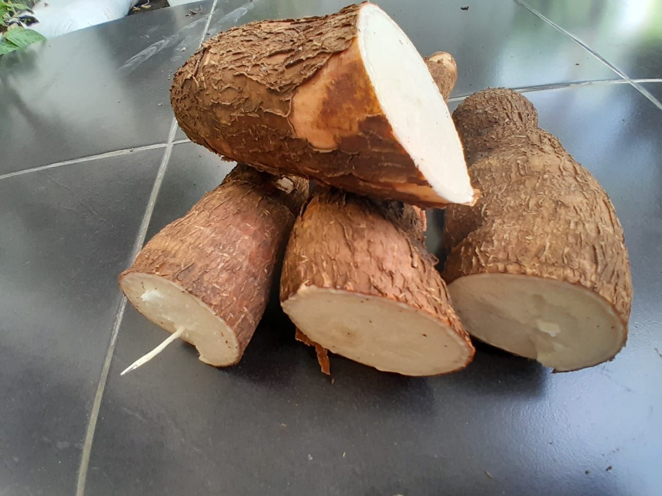 Buy Fresh Cassava Roots from Andara Farm, Indonesia | Tradewheel.com